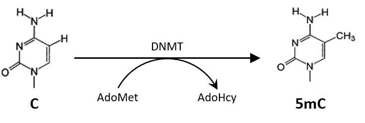 富集5mC DNA，释放MeDIP的潜力 - 每日生物评论